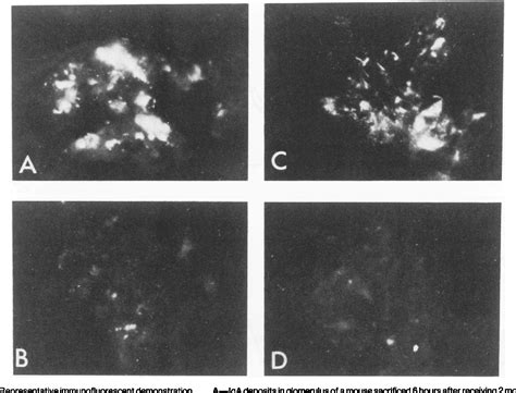 Figure 2 From Glomerular Immune Deposits In Experimental Iga