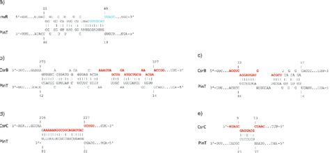 12 A C In Silico Interaction Prediction Between Pint Srna And Invr
