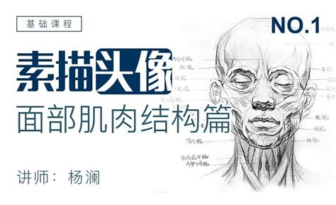 面部肌肉结构篇 素描头像基础课程 绘画插画教程铅笔、素描纸 虎课网
