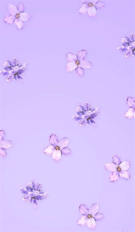 Download Sakura And Lavender Pastel Purple Aesthetic Background