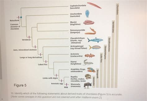 Cephalochordata Lancelets Chordates Urochordata