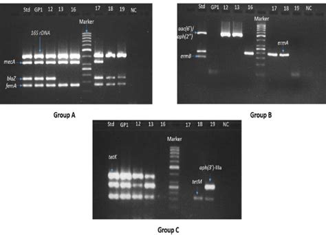 Multiplex Pcr Amplification Products Obtained For Groups A B And C Download Scientific Diagram