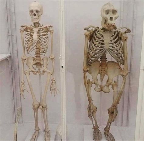 Sexual Dimorphism In My Skeletonpunk World Rworldjerking