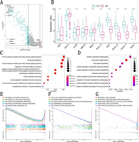 Biological Functional Characteristics Of Immune Subtypes A