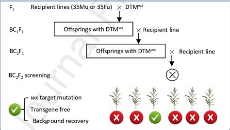 the schematic procedure for efficient creation of dtm on zmwx line