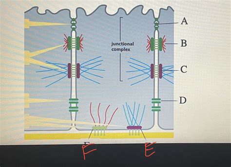 Cell Bio Quiz Vii Flashcards Quizlet