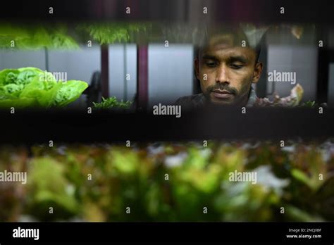 Nadun Hennayaka Poses For A Photograph Ay An Indoor Farm Project In