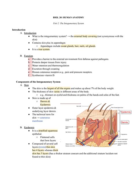 Unit 2 The Integumentary System Biol 201 Human Anatomy Unit 2 The