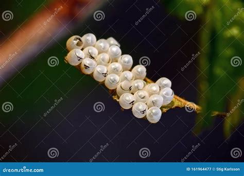 Stink Bug Eggs On A Leaf Close Up Stock Image Image Of Armor Stink