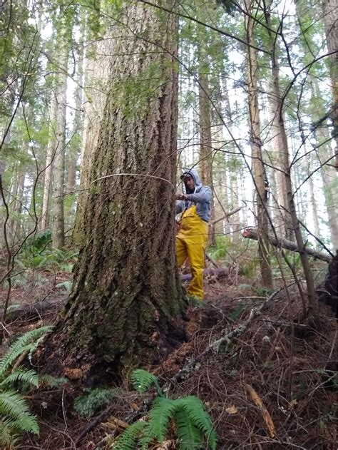 Court Decision May Alter Dnr Practices Whatcom Watch Online