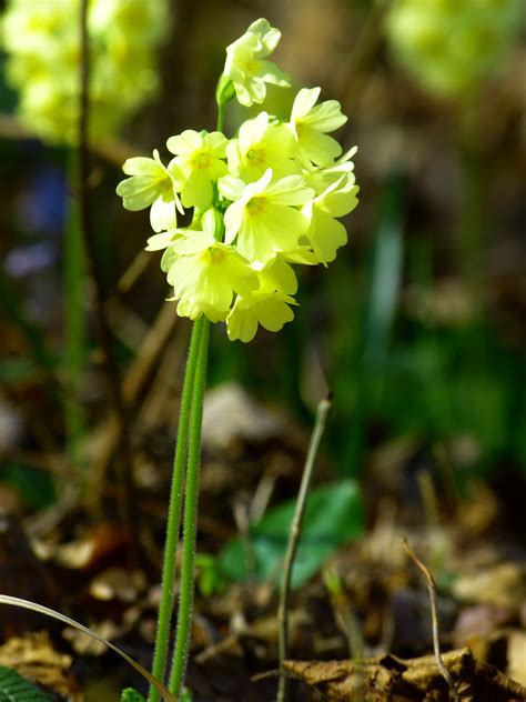 무료 이미지 목초 생기게 하다 식물학 노랑 플로라 야생화 꽃들 Cowslip 매크로 사진 꽃 피는 식물