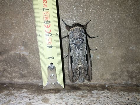 Morpheis Xylotribus In December 2021 By José Luis Barberán · Inaturalist