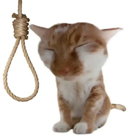 抽象小猫表情包相关表情包 表情包专辑 求表情网 斗图从此不求人