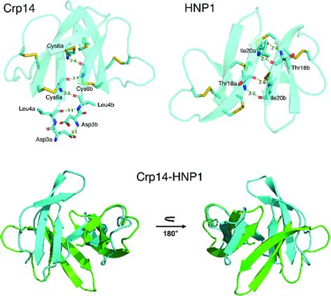 Two Distinctive Modes Of Defensin Dimerization Seen In The Crystal
