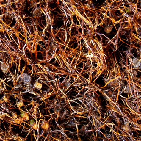 How To Plant A Container Tree Frank P Matthews