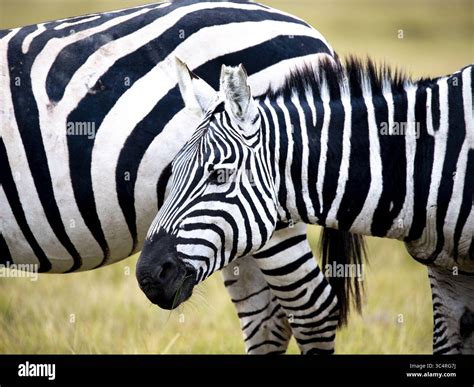 View Of Bold Black And White Stripes Adorn Zebras Grazing In The Golden