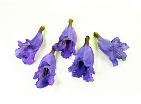 Premium Photo Bluebell Purple Violet Jacaranda Flowers Close Up Isolated On White Summer
