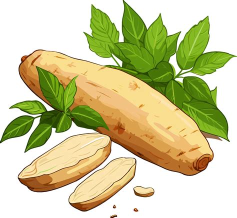 Cassava Root Manioc With Leaves Illustration 26691088 Png