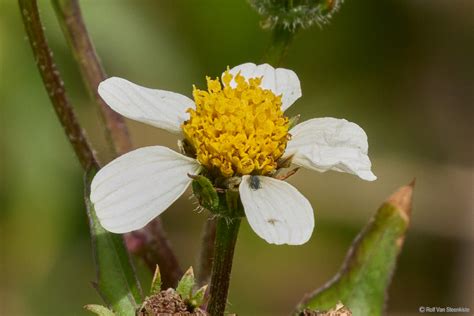 Photo Black Jack Bidens Pilosa