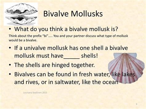 Shells Louisana Seagrant Ppt Download