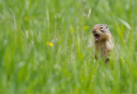 14 Plants Gophers Hate Natural Solutions For Protecting Your Garden 14 Plants Gophers Hate Natural Solutions For Protecting Your Garden