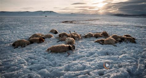 Дундговь аймагт нэг өрхийн 150 мал цасанд дарагдаж хорогджээ