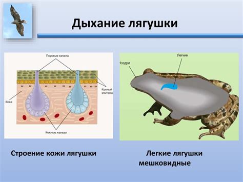 Дыхание животных - презентация онлайн