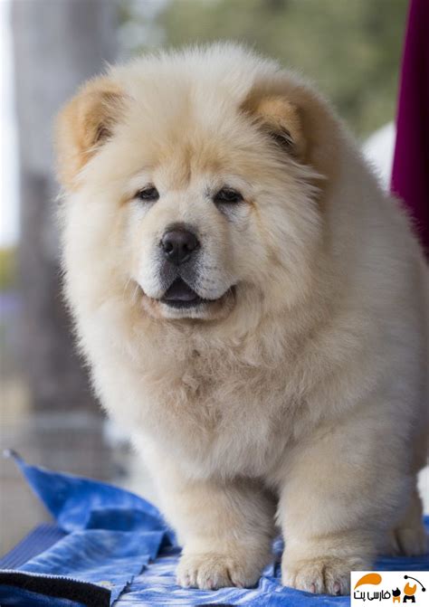 خرید سگ چاو چاو مشخصات کامل و فروش با بهترین قیمت فارسی پت