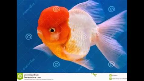 DIAGRAM Diagram Of Goldfish MYDIAGRAM ONLINE