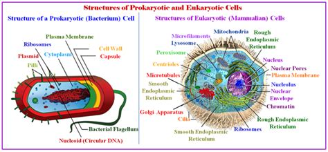 Differense Between Prokaryotic And Eukaryotic Cells Biology Wikipedia