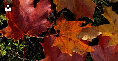 땅에 빨간색과 녹색 단풍 나무 잎 사진 Unsplash의 무료 잎 이미지