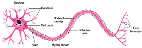 Tissues Class 9 Extra Questions Science Chapter 6 Learn CBSE