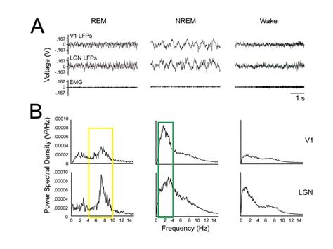 figure s5 representative lfp and emg data used for sleep scoring a