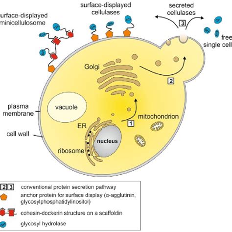Illustration Of A Single Yeast Cell Showing The Main Cell Compartments