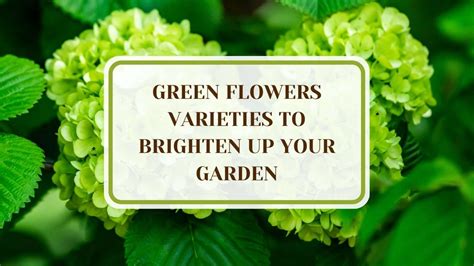 23 Green Flowers Varieties To Brighten Up Your Garden Plant America