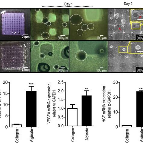 Fabrication Of The Alginate Scaffold To Support Hasc Spheroids A