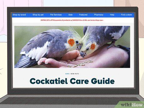 How To Take Care Of A Cockatiel Complete Guide