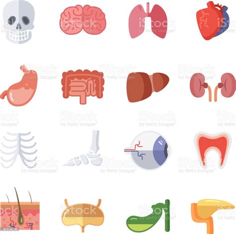 남성과 여성의 해부학입니다 인간 장기의 벡터 일러스트 레이 션 세트 0명에 대한 스톡 벡터 아트 및 기타 이미지 0명 간 내부 기관 건강관리와 의술 Istock