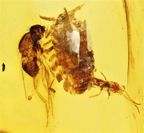 Terrestrial Crustacean Isopod Fossil Inclusion In Burmese Amber Etsy
