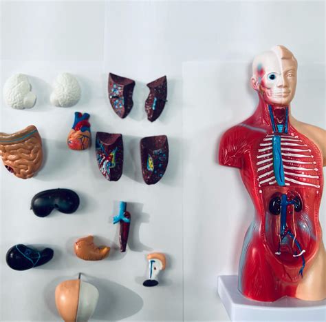 Биеийн эрхтний үзүүлэн