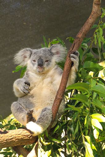 유칼립투스 나무에 앉아 카메라를 내려다보고 있는 코알라 그녀 주위에 나뭇잎이 달린 나무를 붙잡고 골드 코스트 퀸즐랜드 오스트레일리아 0명에 대한 스톡 사진 및 기타 이미지