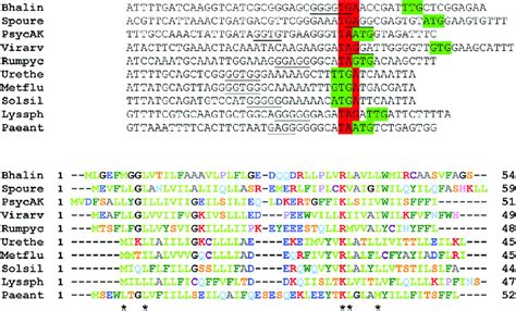 A Short Open Reading Frame Downstream From Spoiiiae In Caryophanaceae Download Scientific