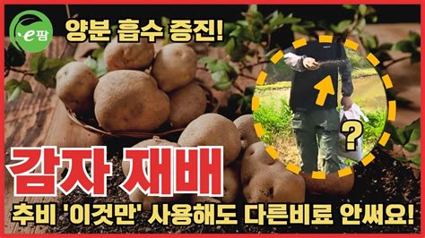 감자 재배 추비 다른 비료 사용없이 이것 하나로 끝 Youtube