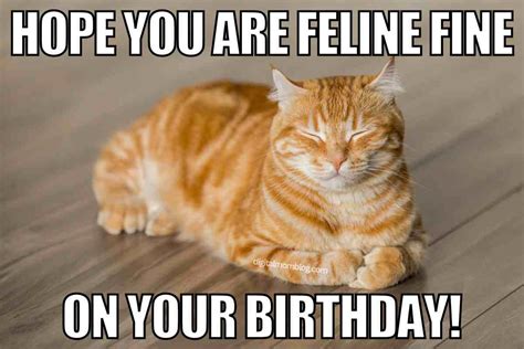 Cute Cat Birthday Memes