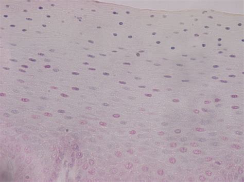 Stratified Squamous Epithelium Human Body Help