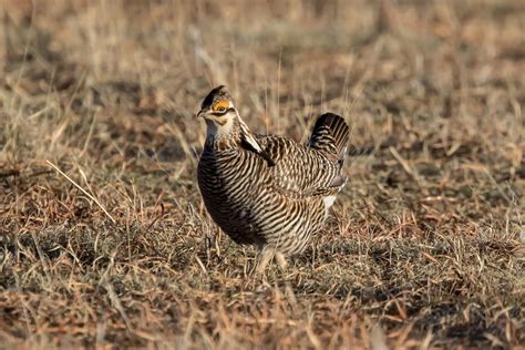 Tympanuchus Cupido T Pallidicinctus Greater Prairie Chicken Lesser Prairie Chicken Us