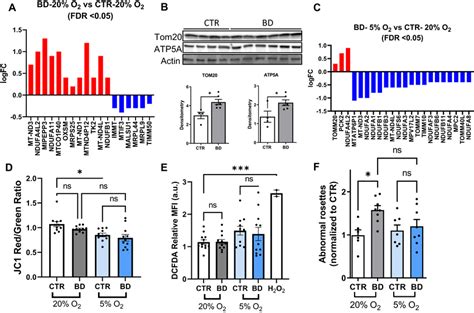 Oxygen Related Stress And Mitochondrial Function In Bd Organoids A Gene