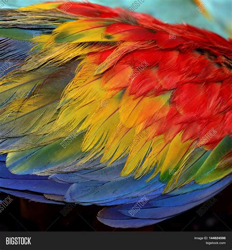 Colorful Bird Feathers