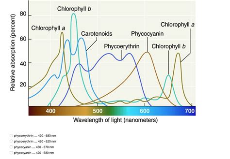 Solved Chlorophyll B 80 Chlorophyll A Chlorophyll A Carotenoids