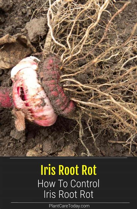 Iris Root Rot How To Control Or Prevent Root Rot On Iris Plants